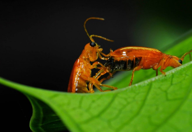 Szerelmes bogarak - Színes Világ