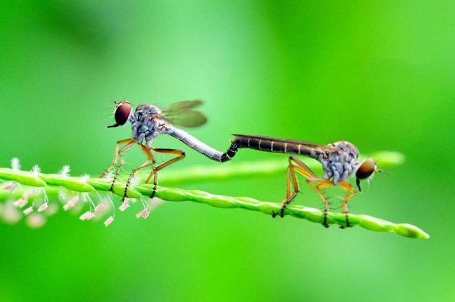 Szerelmes bogarak - Színes Világ