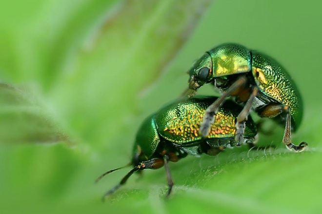 Szerelmes bogarak - Színes Világ